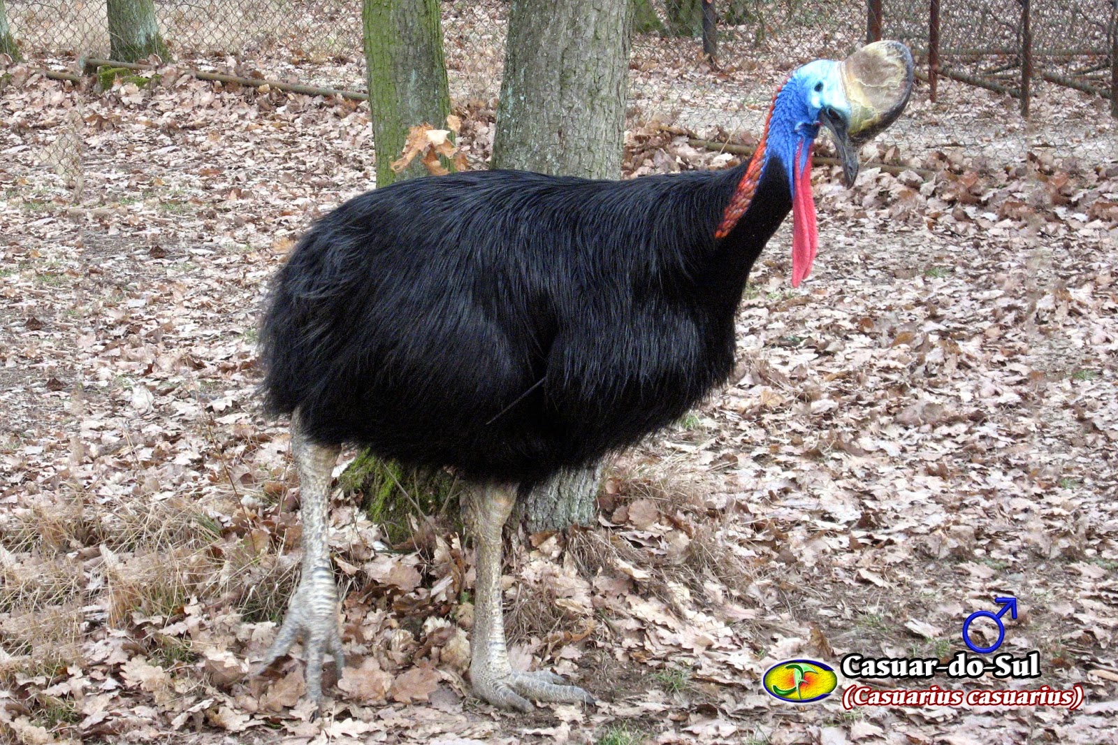 ORNITOLOGIA: Casuar-do-Sul (Casuarius casuarius)